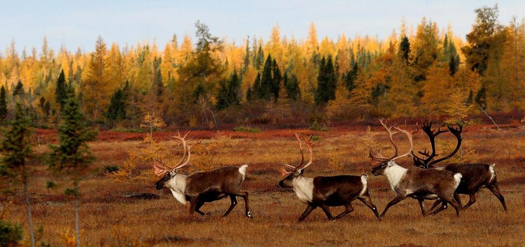 Experience the wild on an arctic safari | Destination Canada