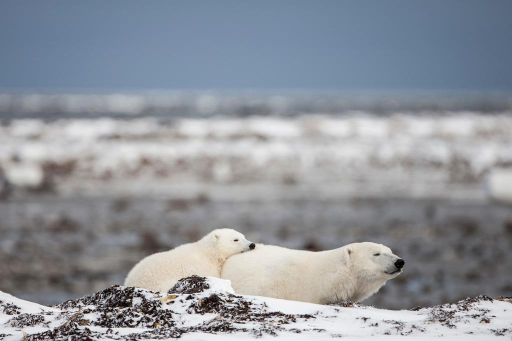 Be awed on a polar bear safari in Nunavut | Destination Canada