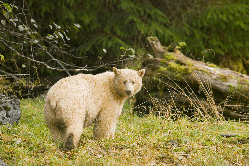 A quick guide to Indigenous tourism in British Columbia | Destination ...